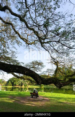 Taiping, Malaysia - 1st Jan 2023: Beautiful Raintree Walk in Taiping ...