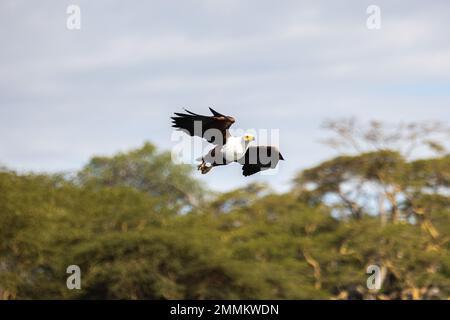 African hawk taking flight Stock Photo - Alamy