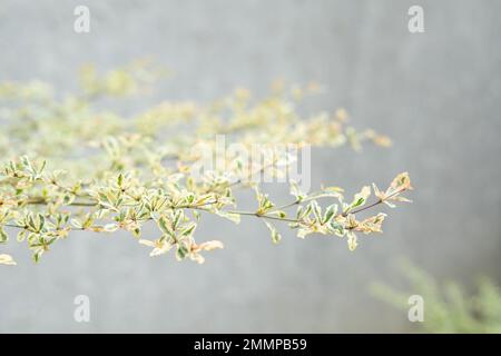 Selective Focus of A close up Bucida Molineti Leaf,shallow dept of ...