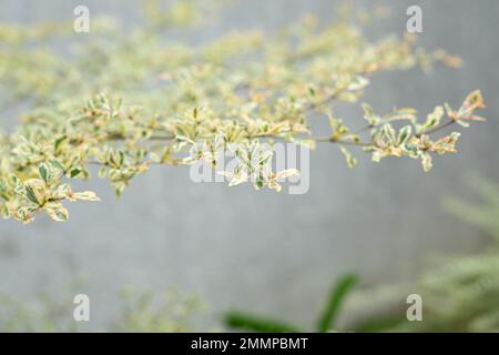 Selective Focus of A close up Bucida Molineti Leaf,shallow dept of ...