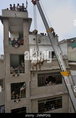 A vendor uses a crane to bring a bull down from the rooftop his house ...