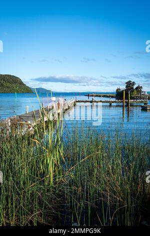 Black Billed Gulls at Motuoapu, Lake Taupo, North Island, New Zealand ...