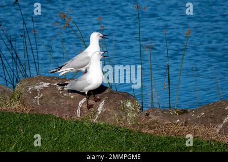 Black Billed Gulls at Motuoapu, Lake Taupo, North Island, New Zealand ...