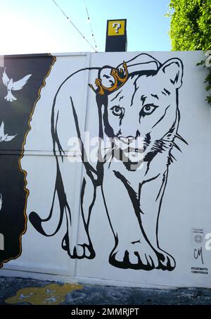 P22. Mountain lion Stock Photo - Alamy