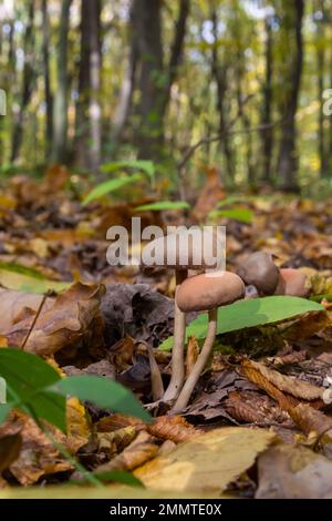Brittle stem mushrooms Stock Photo - Alamy