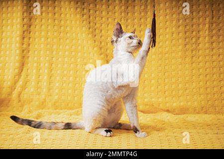 Devon Rex Kitten Kitty Playing With Feather Toy. Short-haired Cat Of ...