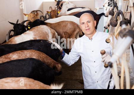 Man milking goats on farm Stock Photo - Alamy