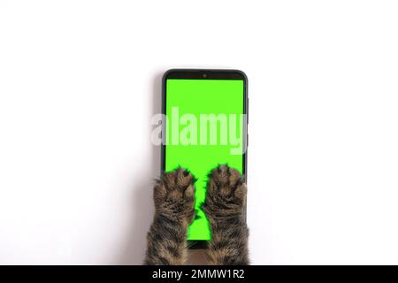 Cat paw touching, clicking, tapping and swiping phone with chromakey ...