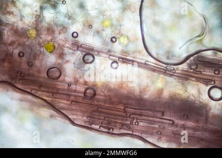 Pickled ginger root under the light microscope, magnification 100 times ...