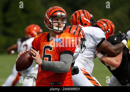 Cincinnati Bengals quarterback Jeff Driskel (6) looks to hand off the ...