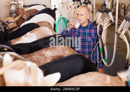 Farmer testing fresh goat milk Stock Photo - Alamy