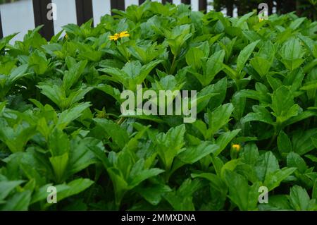 Portrait of the bright green leaves of the Wedelia Flower from various ...