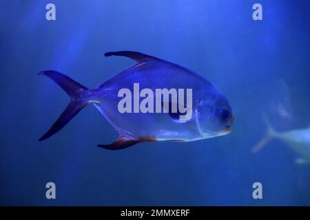 Palometa fish swimming in clear aquarium water Stock Photo - Alamy