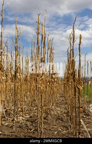stubble and waste stems of sweet corn after harvesting cereal in autumn ...