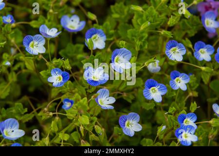 Macro photography of birdeye speedwell, veronica persica, at soft ...