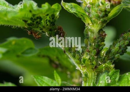 Aphids curled foliage, close up Leaf curled on cherry tree, Prunus sp ...