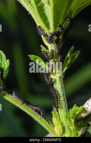 Buck Moth Caterpillars, Hemileuca maia, on a leaf Stock Photo - Alamy