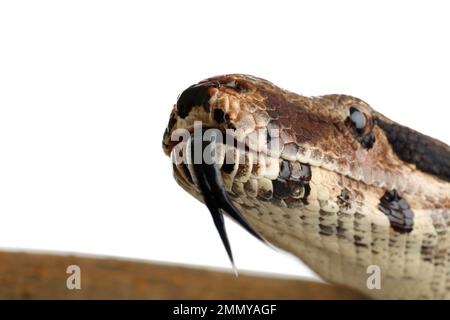 Brown boa constrictor on white background. Exotic snake Stock Photo - Alamy