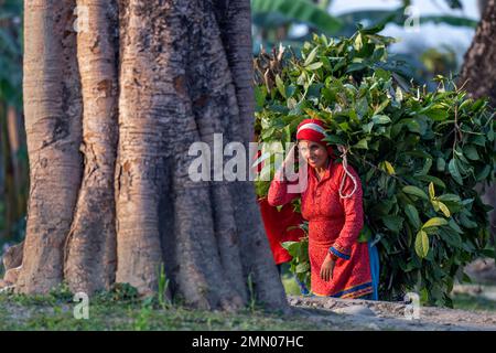 Nepal, Terai province, Tharu ethnic group, Barauli village Stock Photo ...