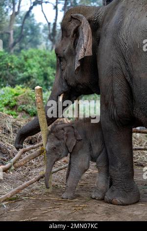 Nepal, Terai Province, Chitwan National Park Stock Photo - Alamy