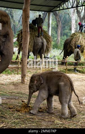 Nepal, Terai province, Chitwan National Park, gharial crocodile Stock ...