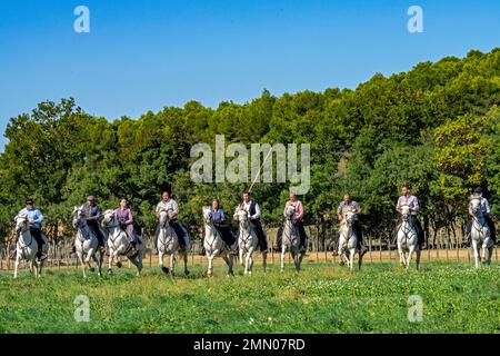 France, Herault (34), Saint-Christol, Salvini manade, sorting of bulls ...