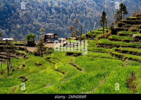 Nepal, Parbat district, Bajung, terraced wheat fields Stock Photo - Alamy