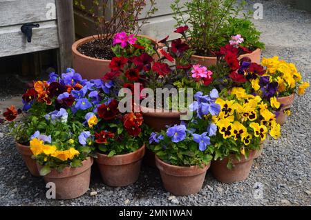Terracotta Flowerpots with a Mixture Pansies, Petunias and Geraniums on ...
