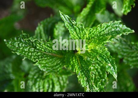 Curly Mint Leaves (Mentha Spicta Crispa) grown in a Raised Bed in the ...