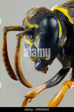 Wasp. Wasps - not having a strictly scientific definition, the name of ...