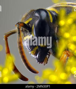 Wasp. Wasps - not having a strictly scientific definition, the name of ...