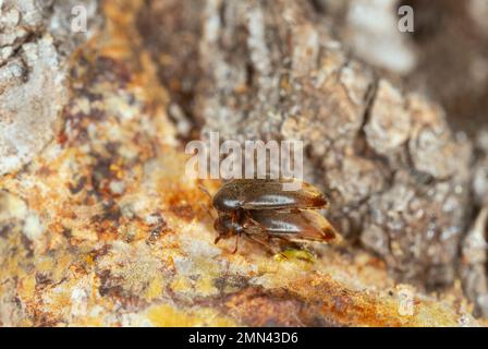 False darkling beetles, Orchesia micans mating on fungi, macro photo ...