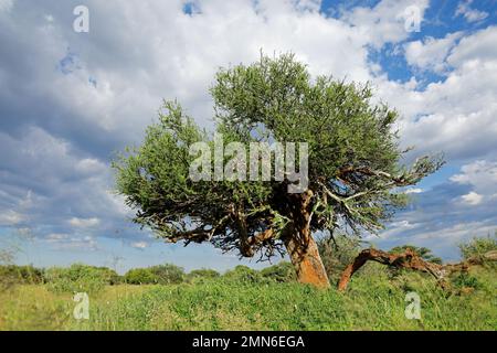 Shepherd's tree (Boscia albitrunca) in a savanna area, Madikwe Game ...