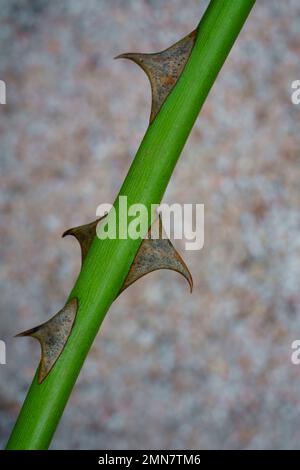 Rose Thorn Close up isolated on a white background Stock Photo - Alamy