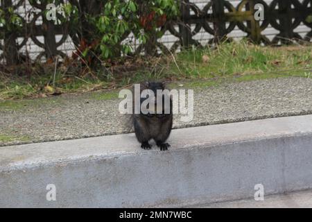 Black squirrel in Vancouver, BC Canada Stock Photo - Alamy