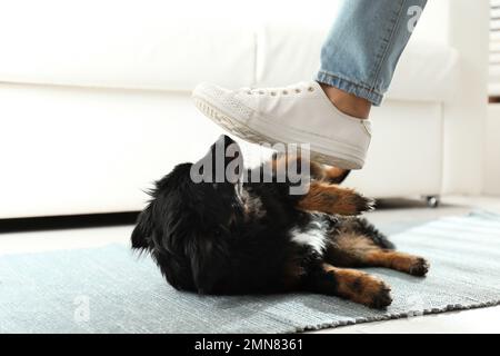 Woman hurting dog at home, closeup. Domestic violence against pets ...