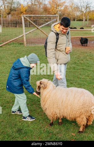 Little caucasian boy feeding ram in a farm. Ram eating grains of cereal ...