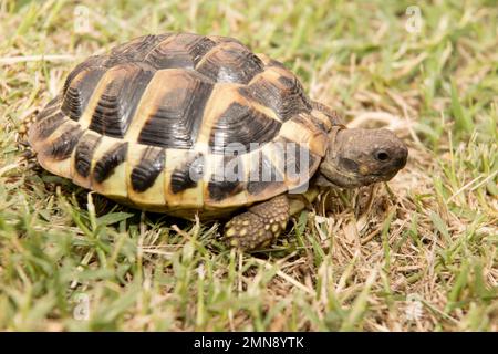 Testudo hermanni Mediterranean turtle walked on earth Stock Photo - Alamy