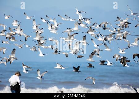 Large Flock of Western Gulls Stock Photo - Alamy