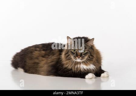Dar Cat Portrait. Isolated on White Background Stock Photo - Alamy