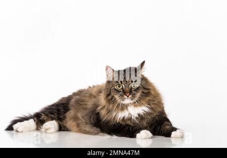 Dar Cat Portrait. Isolated on White Background Stock Photo - Alamy