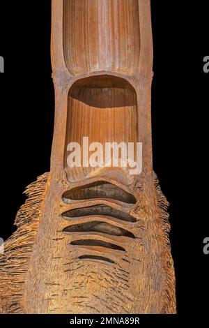 Bamboo (Bambusa sp), Poaceae Stock Photo - Alamy