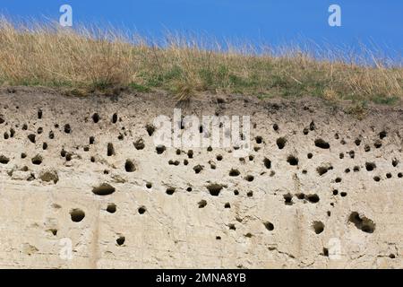 Bee-eaters nesting in a river bank. Many birds sits outside their ...
