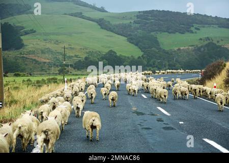 Sheep round up - New Zealand Stock Photo - Alamy