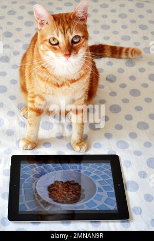Cat with ultra-mobile pc Stock Photo - Alamy