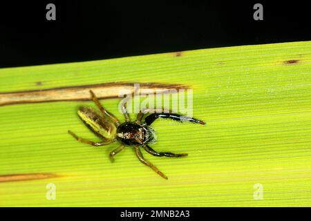 Black-headed Jumping Spider, Trite planiceps, endemic to New Zealand ...