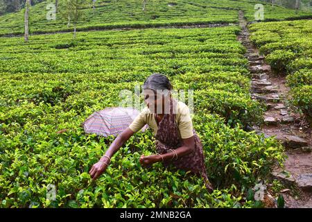 Bluefield Tea Gardens, Bluefield Tea Factory, tea plant, Teepflanze ...