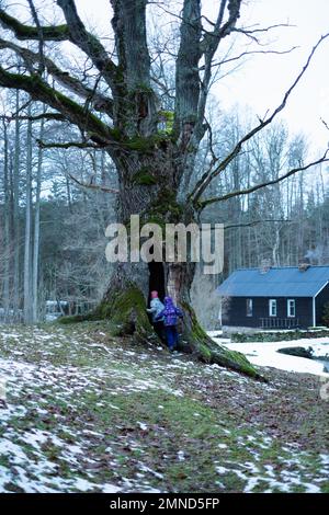Tülivere hiie tamm (Tülivere sacred oak) is nationally protected holy ...