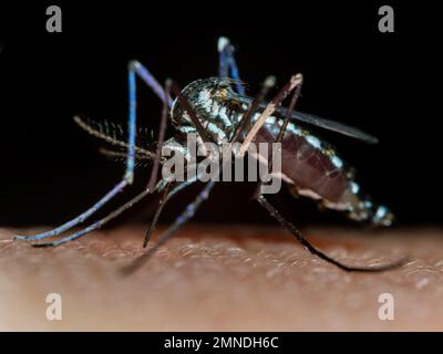 A Haemagogus mosquito, important disease vector of yellow fever in ...