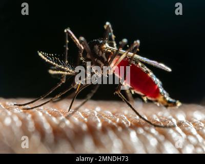 A Haemagogus mosquito, important disease vector of yellow fever in ...
